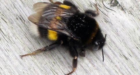 La reine de bourdon, porteuse du printemps | Mouvement Colibris